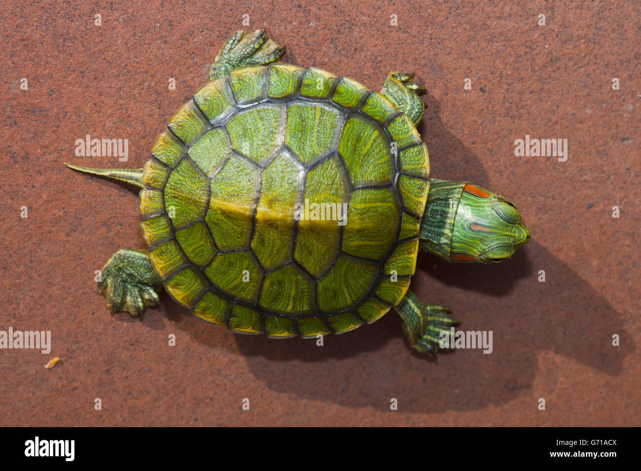 Rosso-eared tartaruga, hatchling, 12 giorni, con uovo dente ...