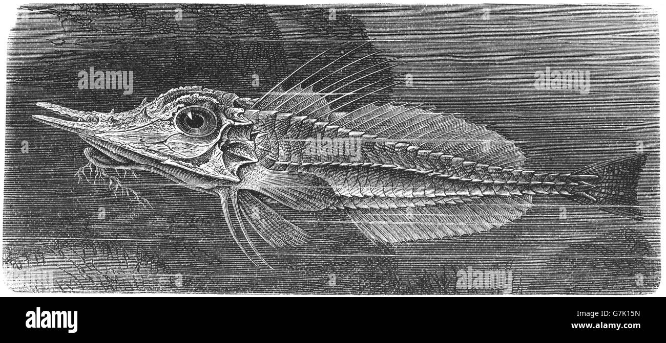 Peristedione cataphractum immagini e fotografie stock ad alta ...
