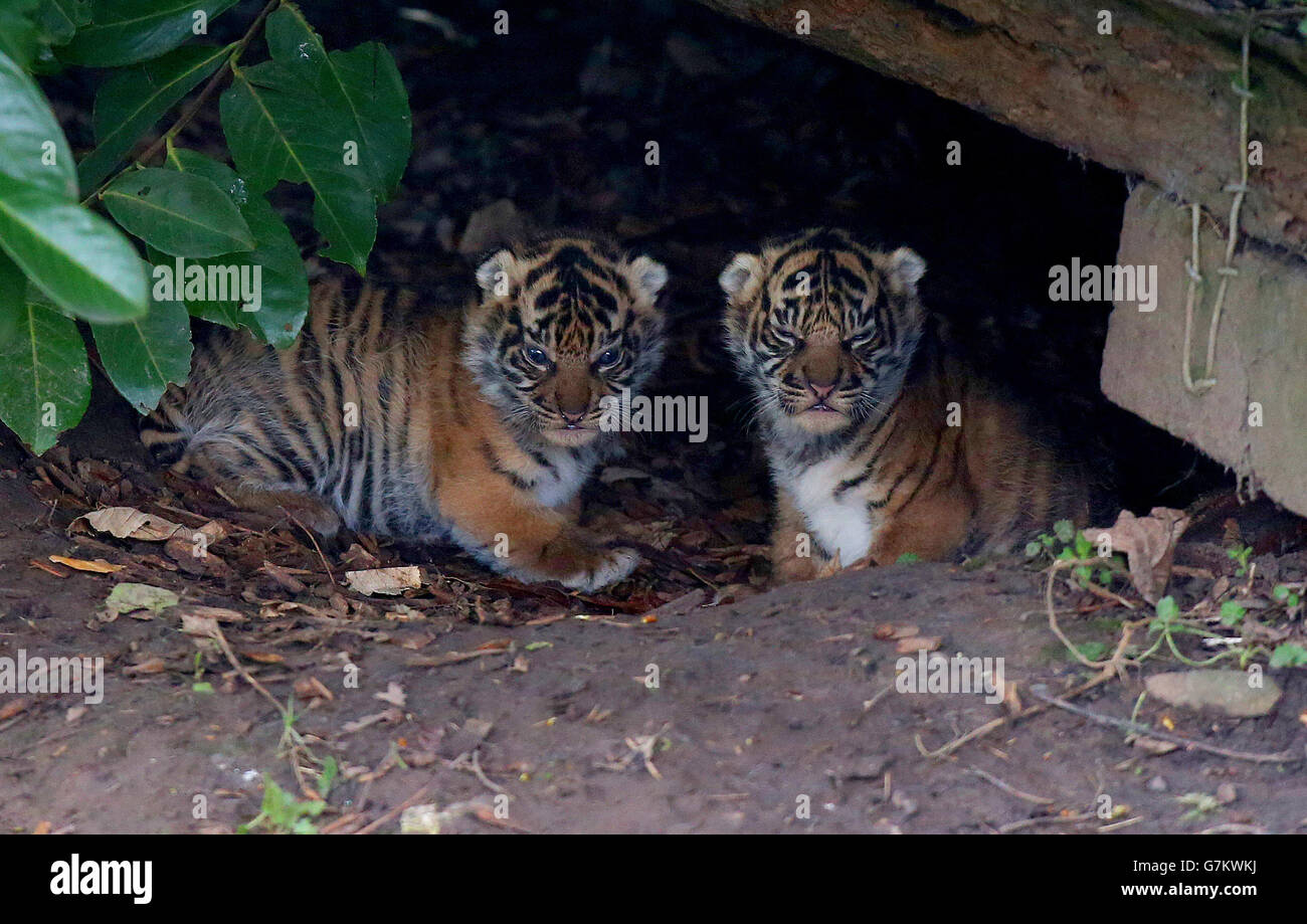 Tigri allo zoo immagini e fotografie stock ad alta risoluzione - Alamy