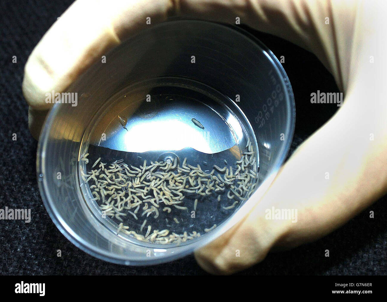 Trattamento di larva immagini e fotografie stock ad alta risoluzione ...