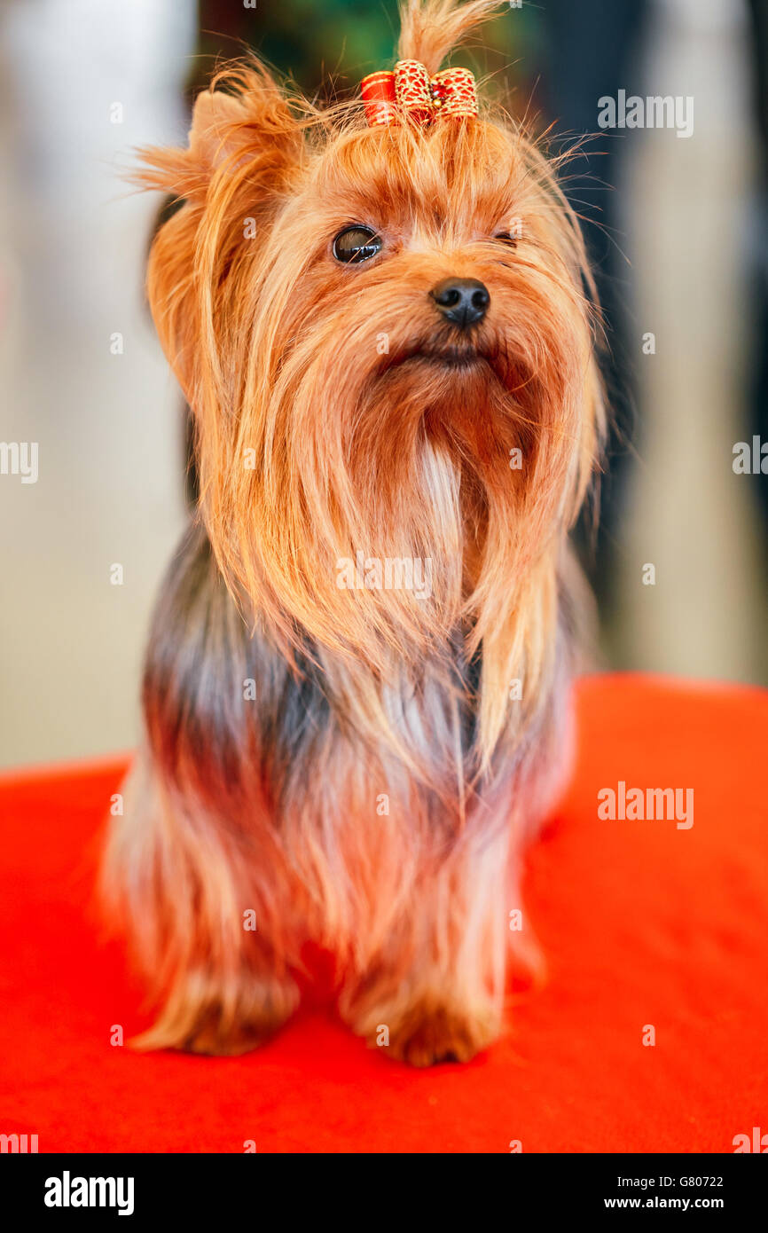 Cane yorkshire terrier immagini e fotografie stock ad alta risoluzione ...