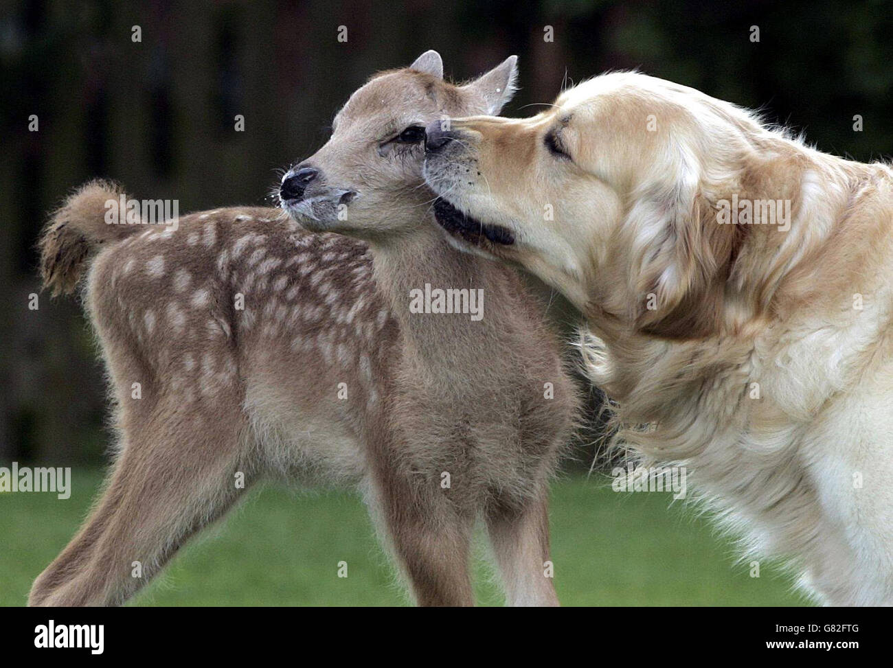 Cucciolo di cervo adottato dai cani immagini e fotografie stock ad alta ...