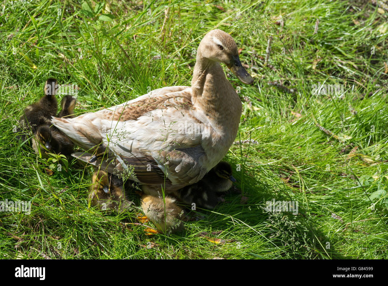 Genitore e pulcini immagini e fotografie stock ad alta risoluzione - Alamy