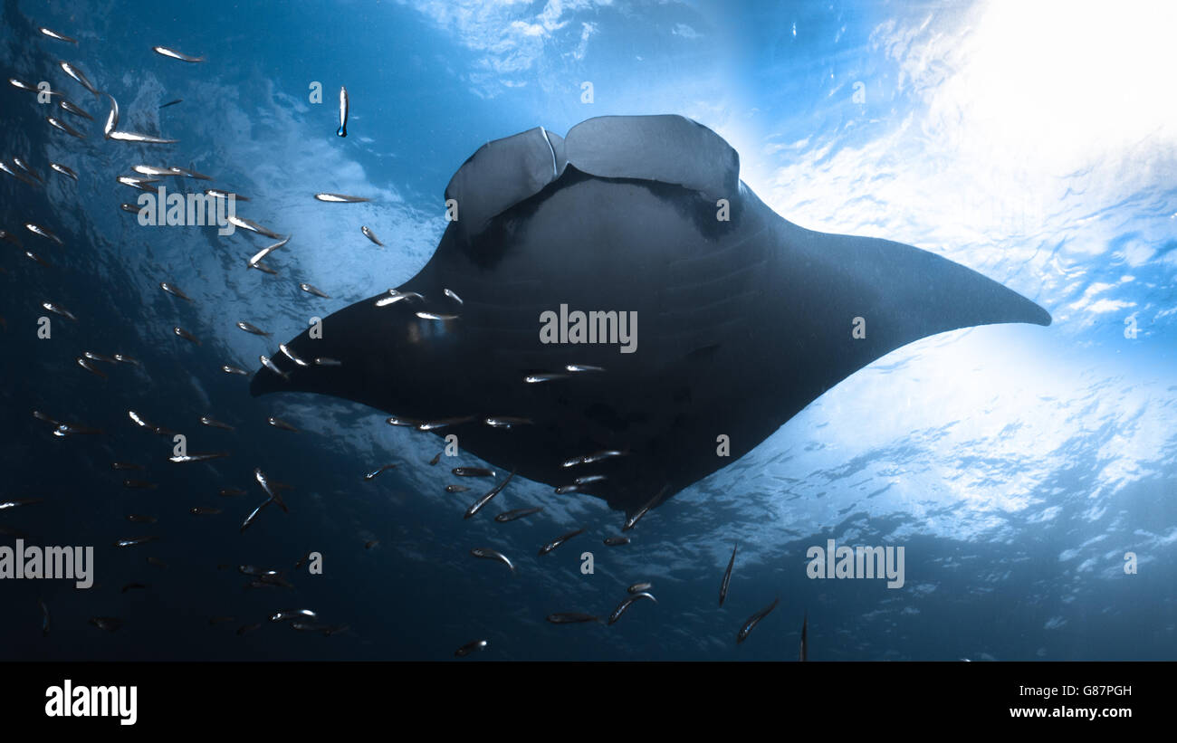 Oceanic manta immagini e fotografie stock ad alta risoluzione - Alamy