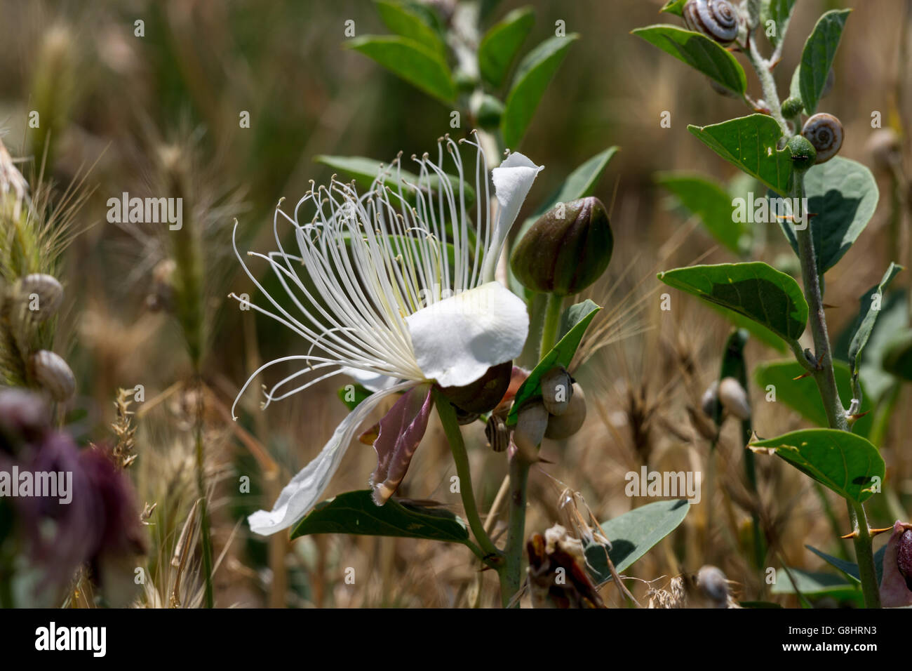 Arbusto di capperi immagini e fotografie stock ad alta risoluzione - Alamy