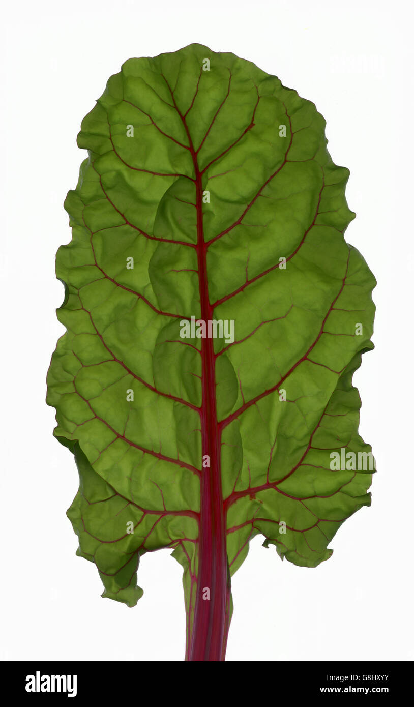 Picciolo delle foglie immagini e fotografie stock ad alta risoluzione ...