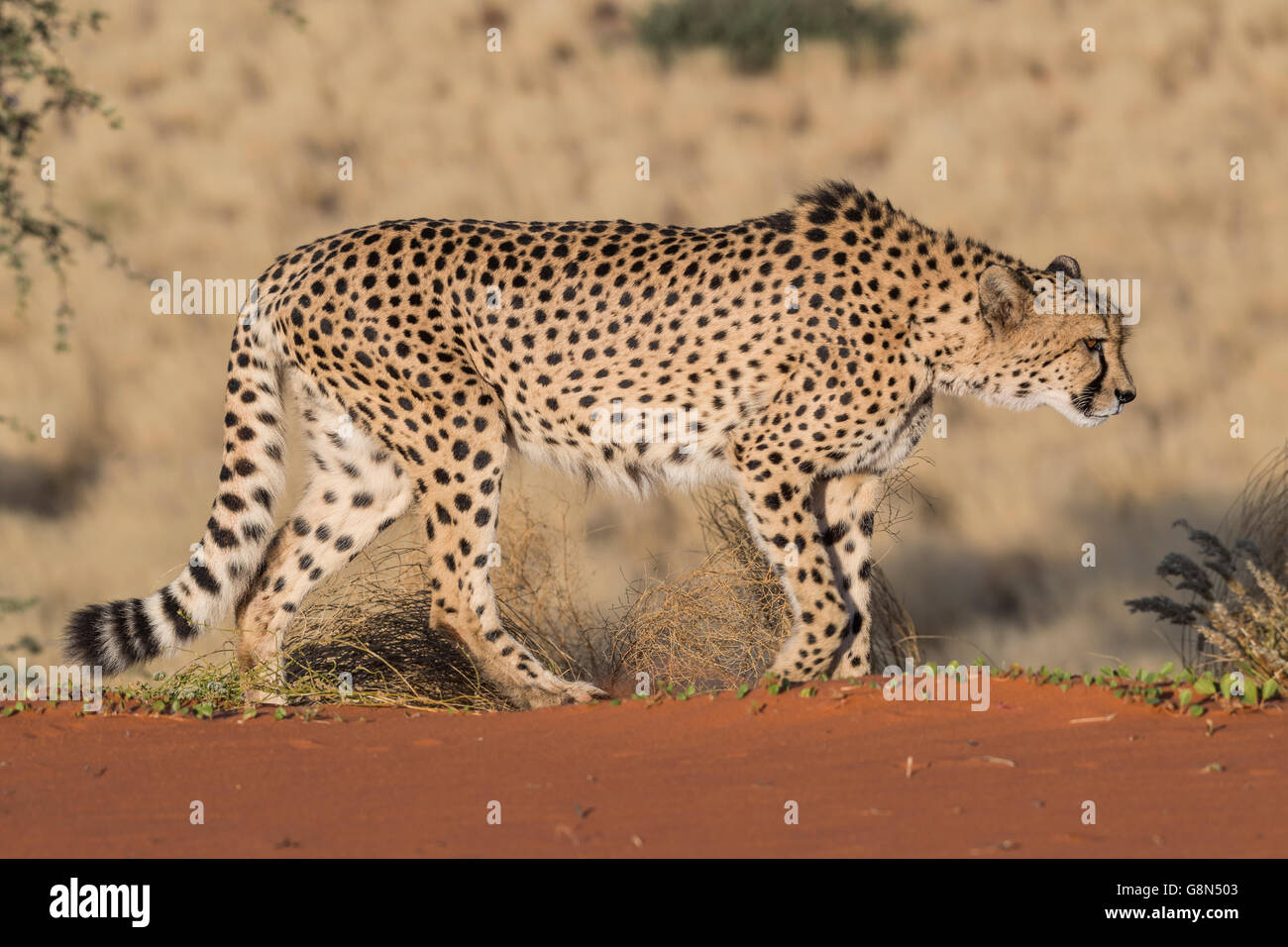 Fauna selvatica del deserto del kalahari immagini e fotografie stock ad ...