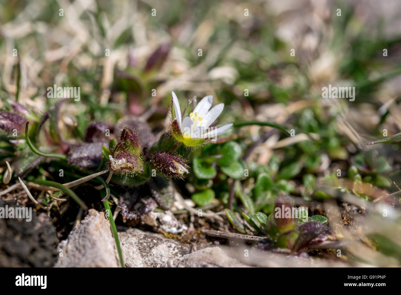 Topo marino immagini e fotografie stock ad alta risoluzione - Alamy