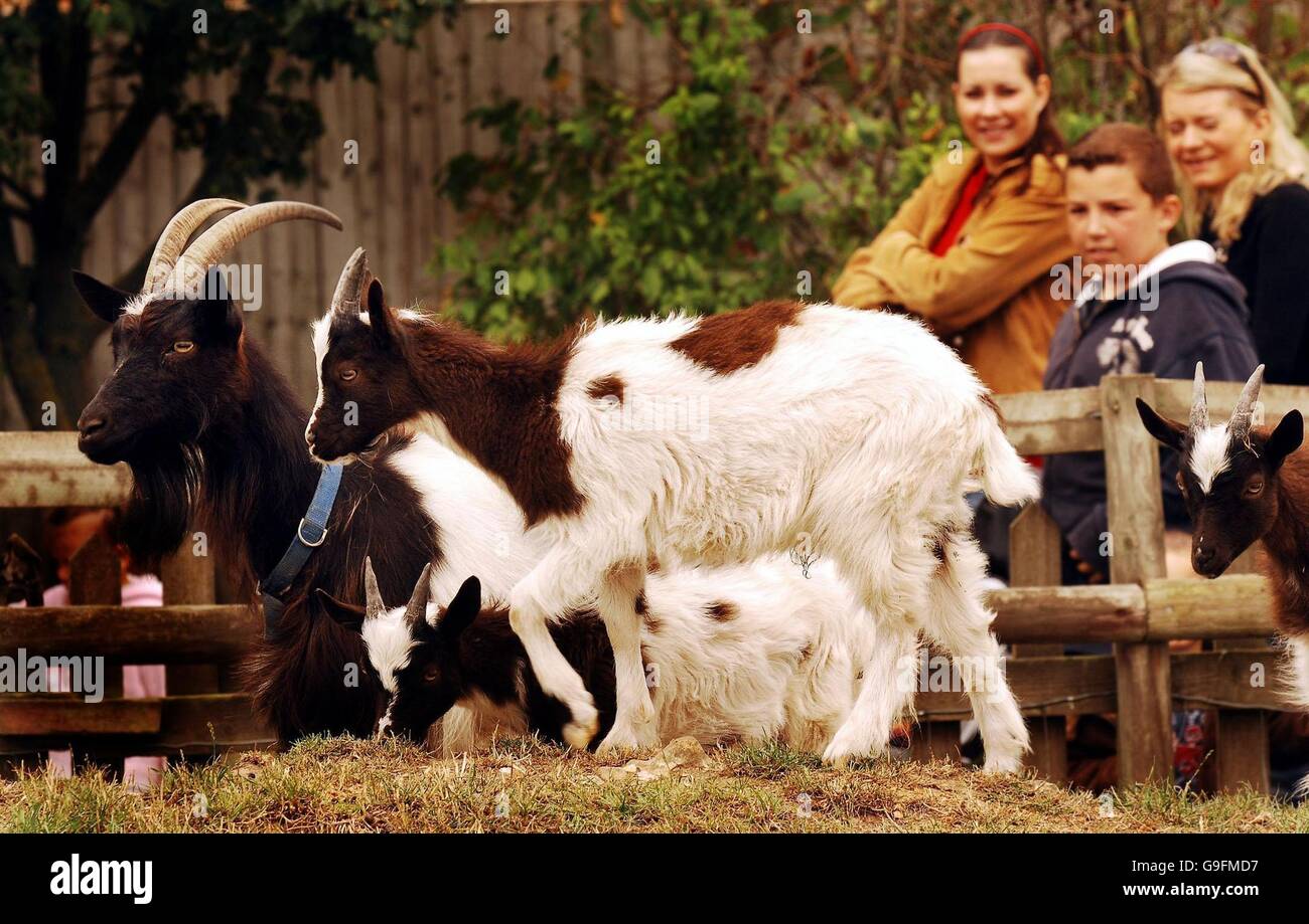 Razza di capre in via di estinzione immagini e fotografie stock ad alta ...