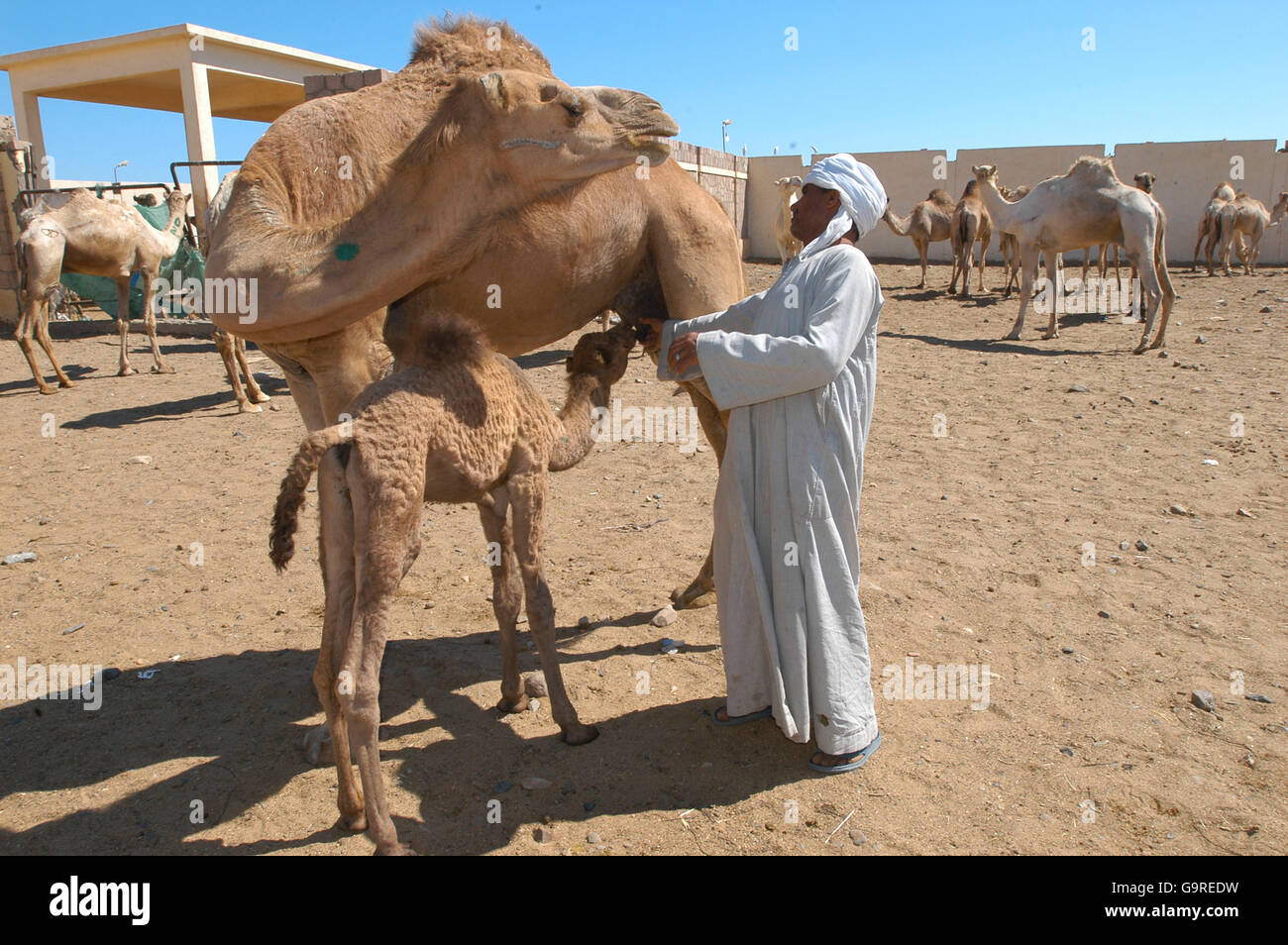 Il concessionario del cammello con il dromedario e il puledro, mercato ...