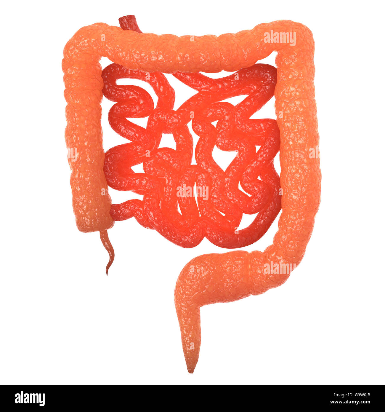 Anatomia del piccolo intestino Immagini senza sfondo e Foto Stock ...