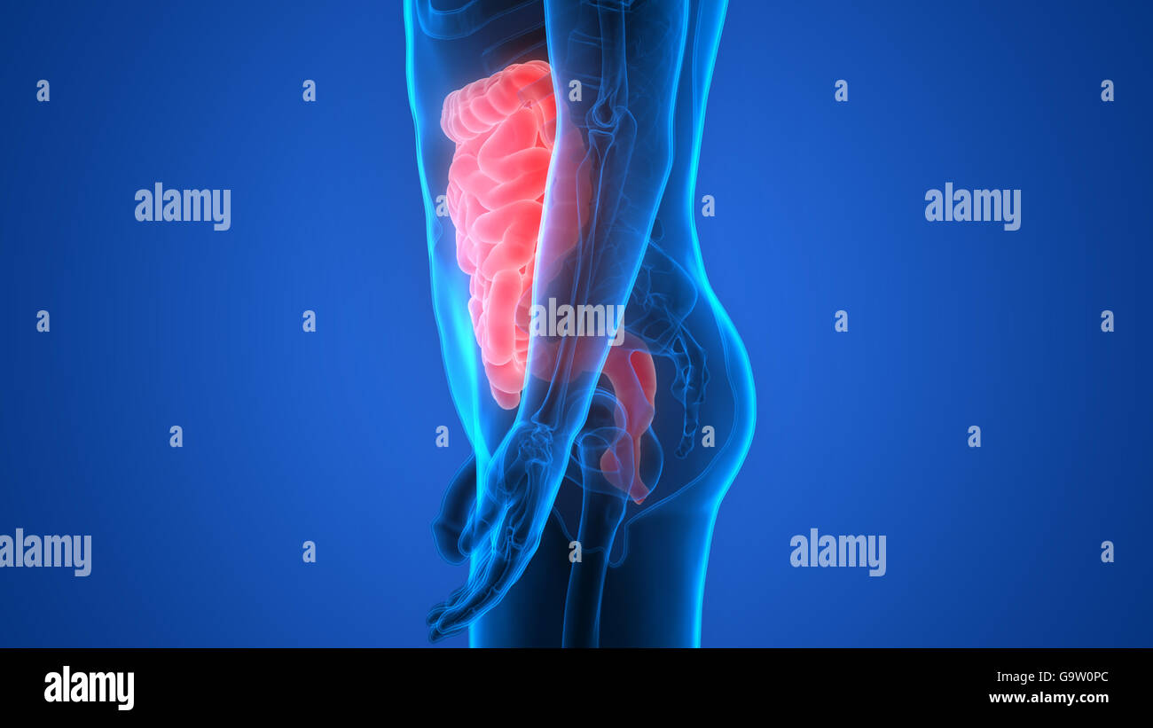 Apparato Digestivo umano grande e piccolo intestino anatomia Foto stock ...