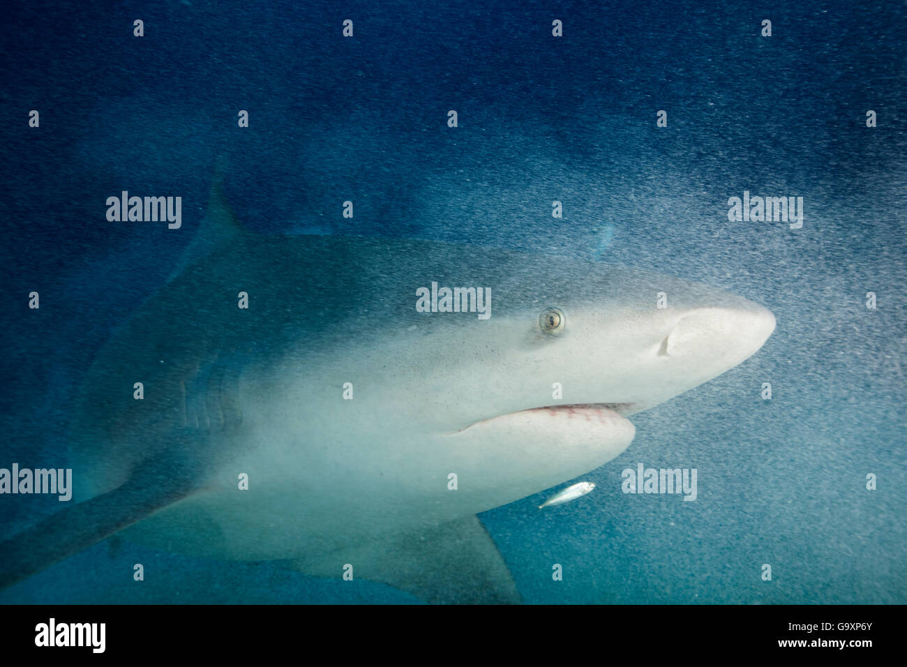 Squalo toro immagini e fotografie stock ad alta risoluzione - Alamy