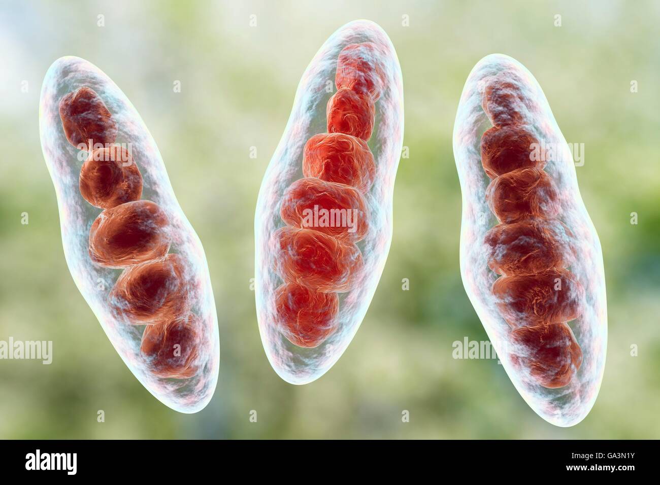 Computer illustrazione di Trichophyton mentagrophytes, la causa del ...
