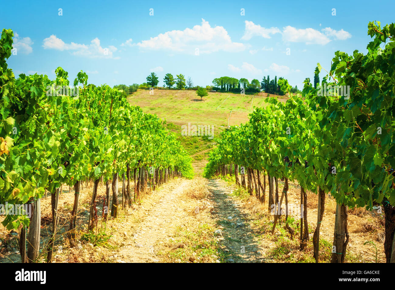 Vigneto in toscana immagini e fotografie stock ad alta risoluzione - Alamy