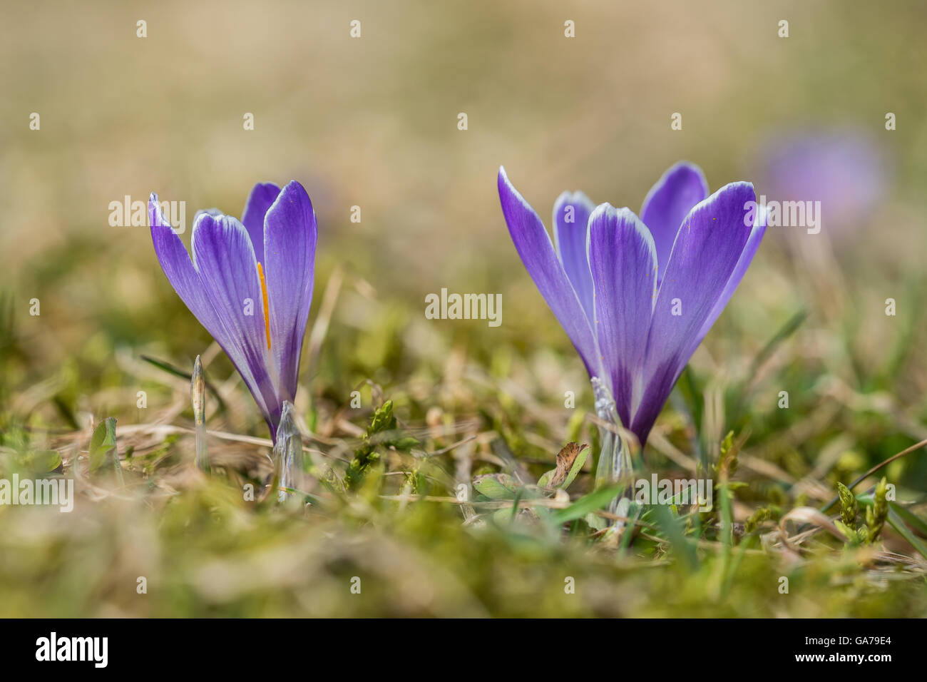 Crocus crocus spec immagini e fotografie stock ad alta risoluzione - Alamy