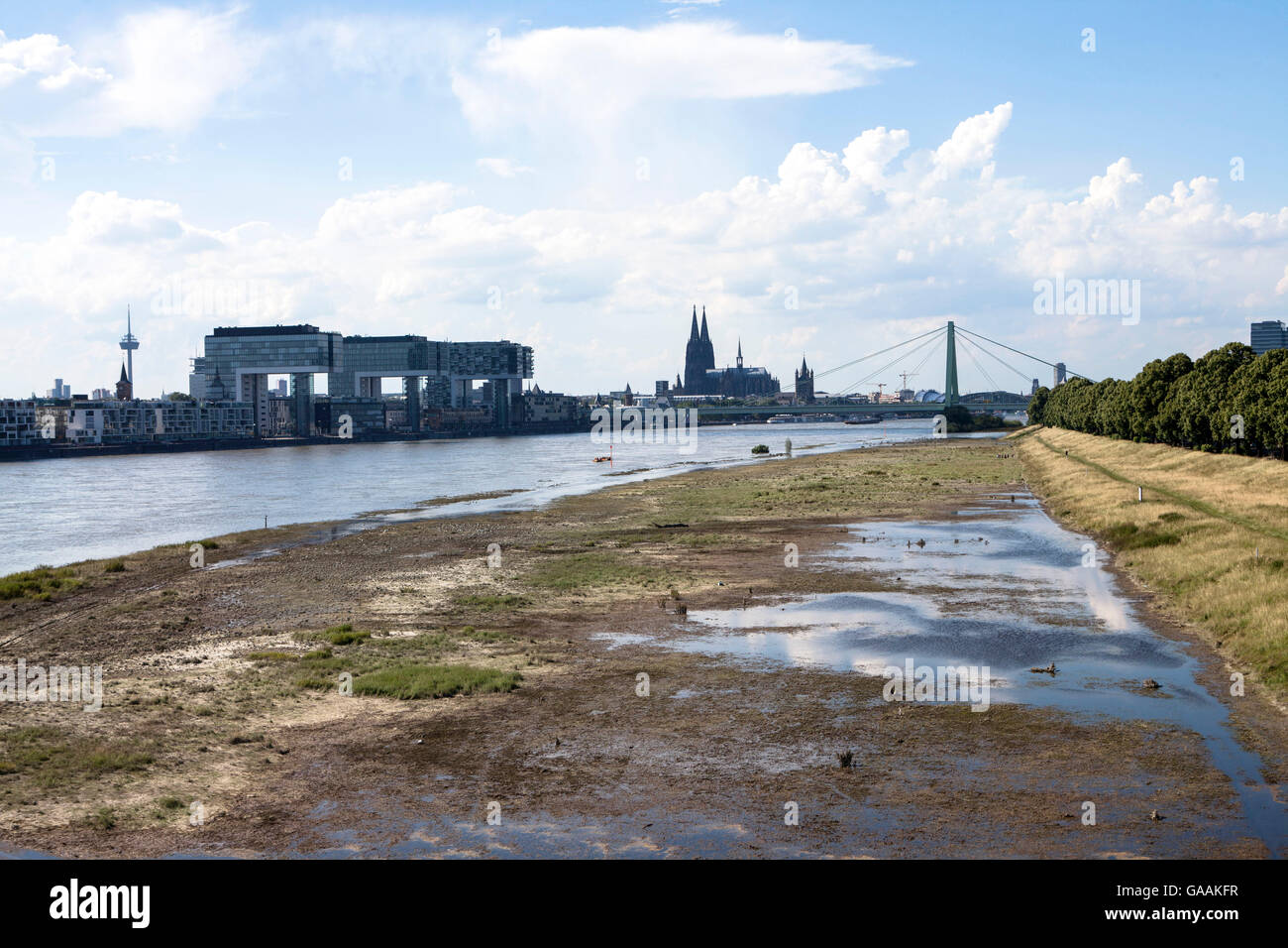 Germania, Colonia, esondazioni del fiume Reno, il prato del fiume Reno ...