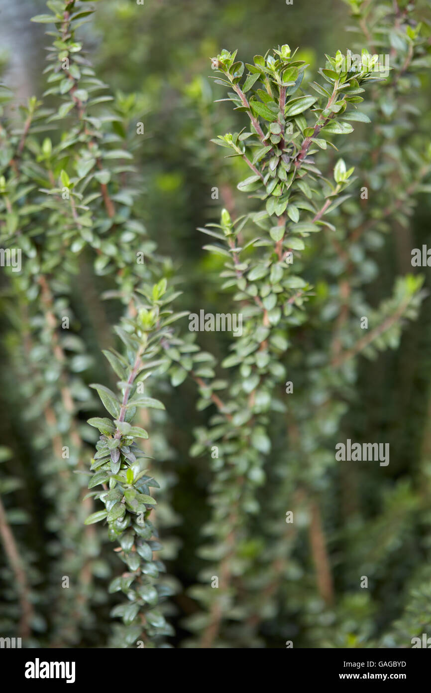 Pianta di mirto immagini e fotografie stock ad alta risoluzione - Alamy