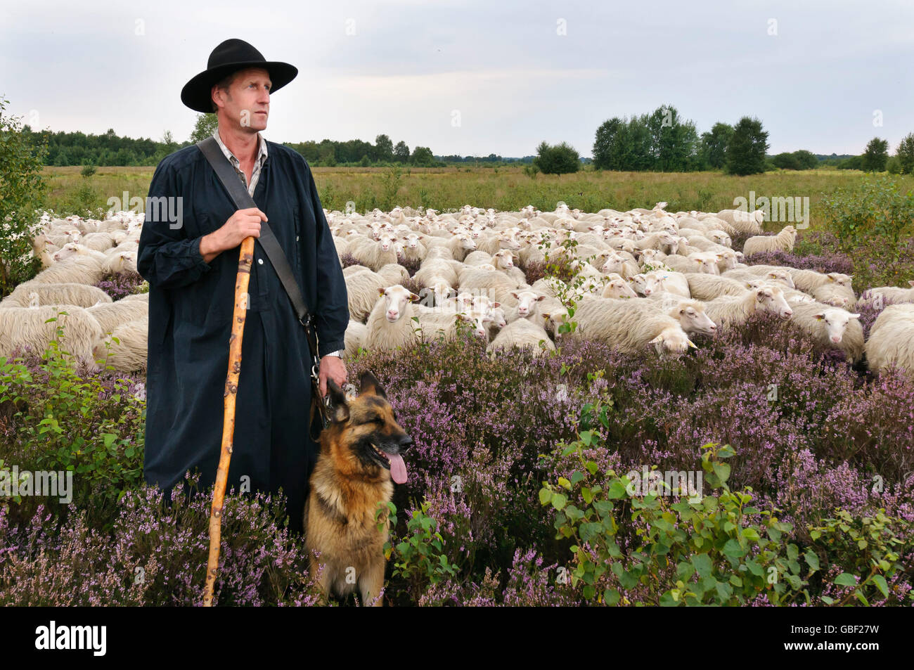 Pastore e il suo gregge immagini e fotografie stock ad alta risoluzione ...
