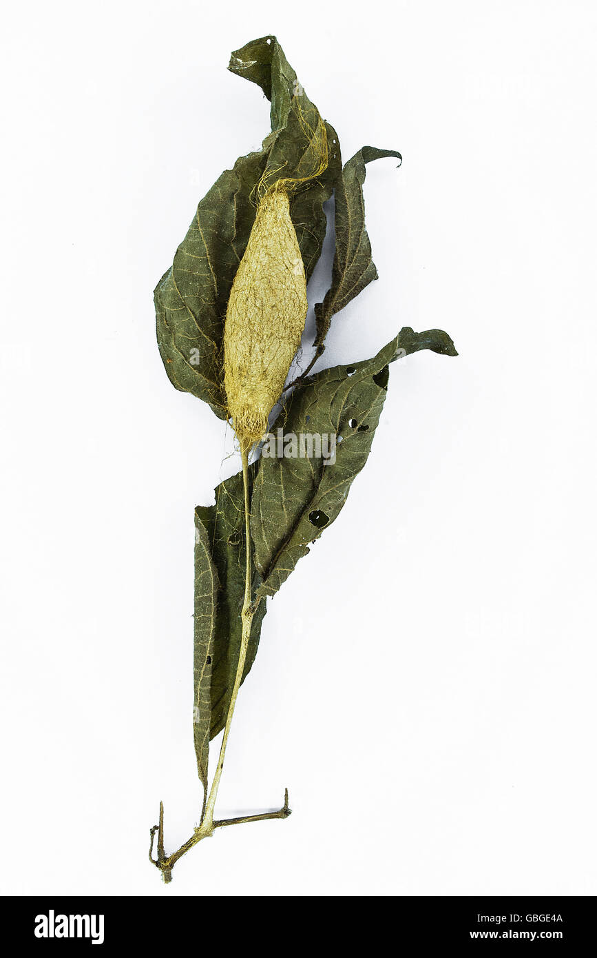 Falena di cometa immagini e fotografie stock ad alta risoluzione - Alamy