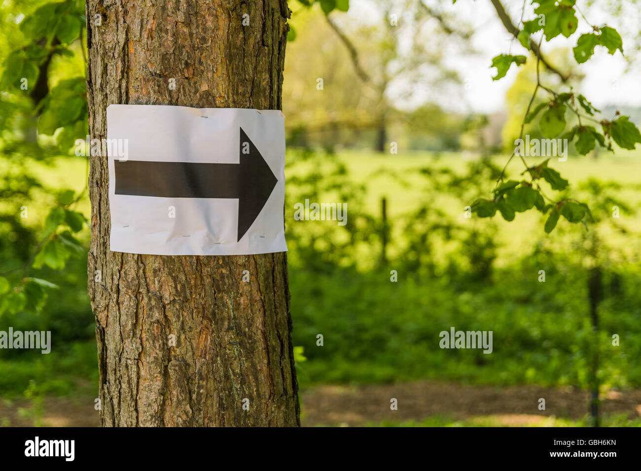 Albero del segno della freccia immagini e fotografie stock ad alta ...