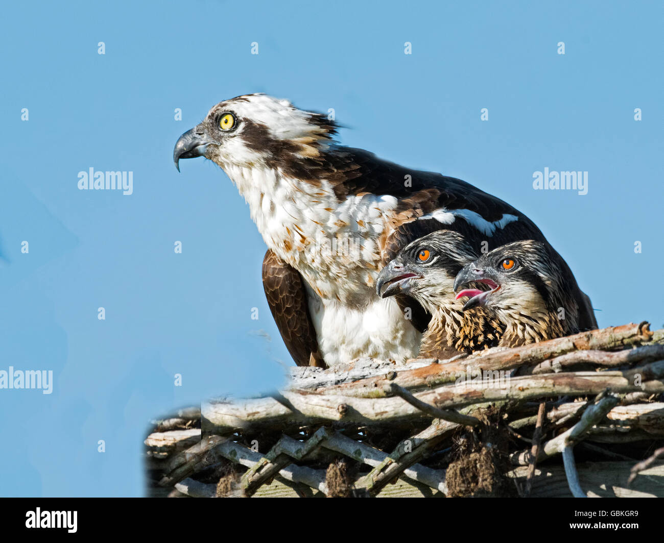 Pulcini madre uccello immagini e fotografie stock ad alta risoluzione ...