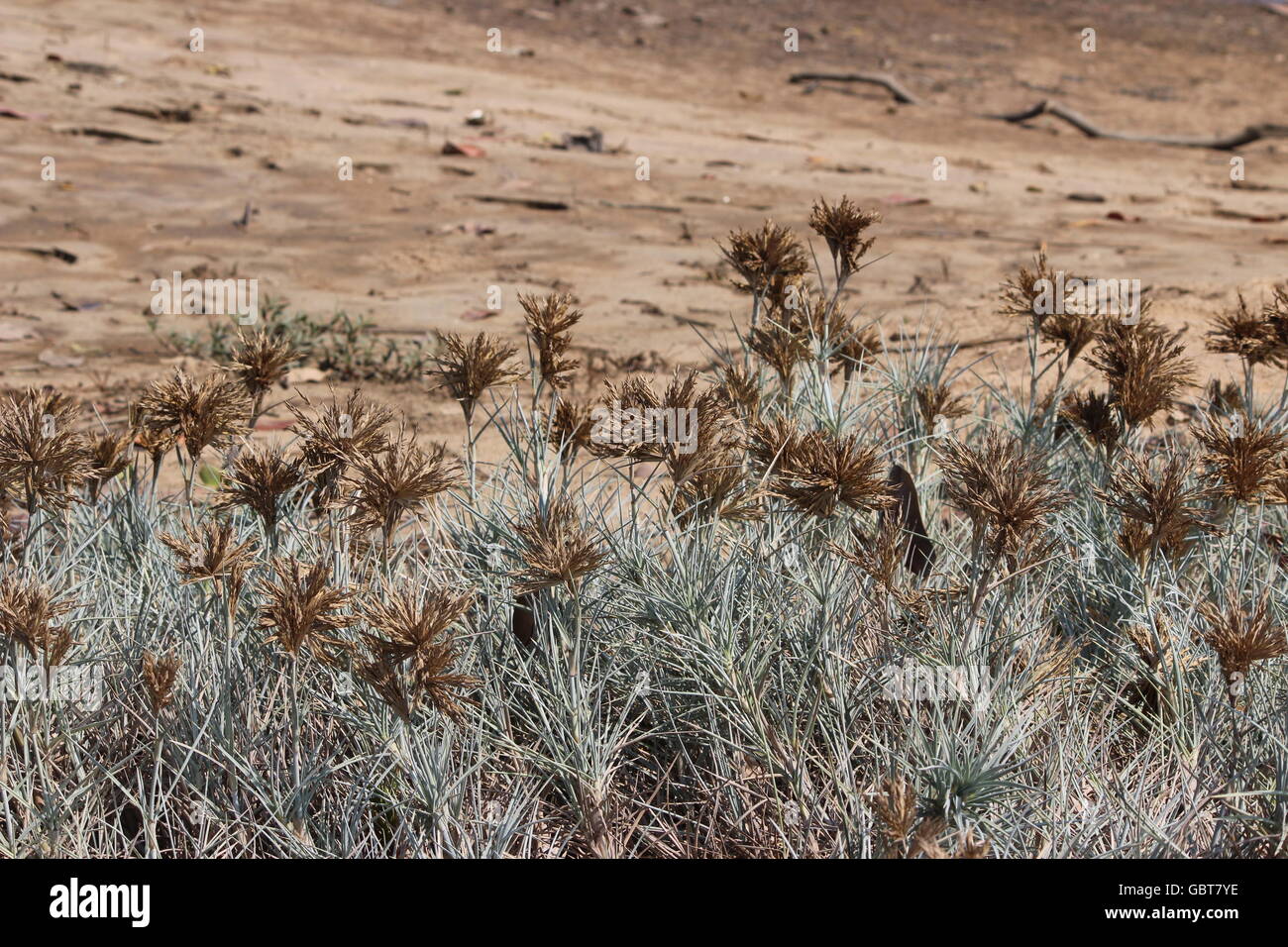 Secco fiori immagini e fotografie stock ad alta risoluzione - Alamy