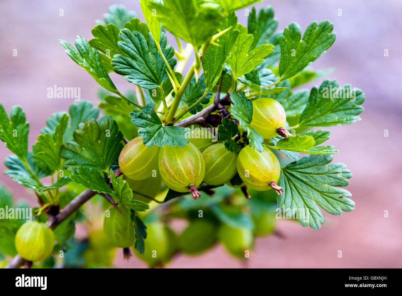 Ramo di uva spina uva spina immagini e fotografie stock ad alta ...