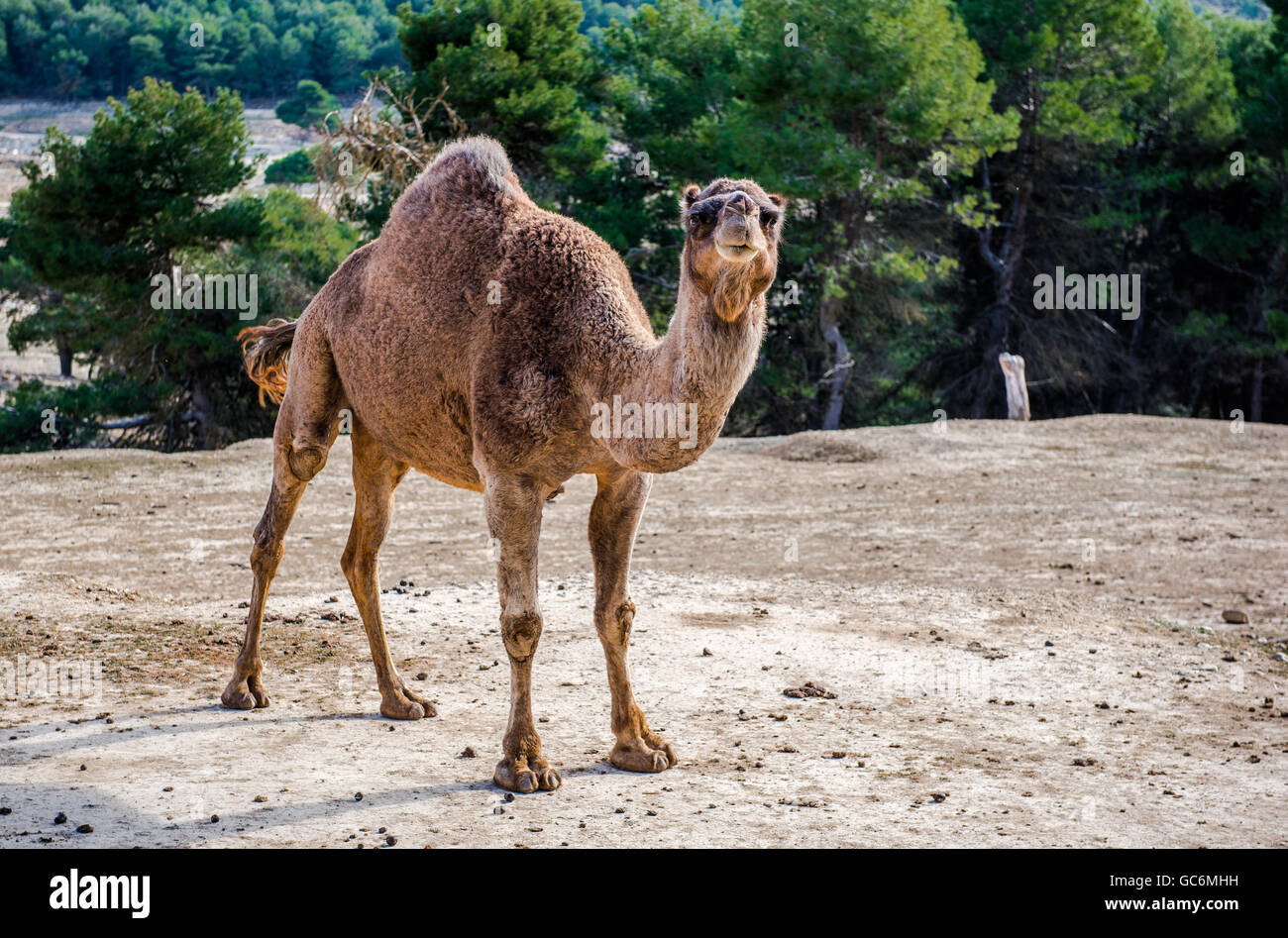 Una gobba di cammello in piedi immagini e fotografie stock ad alta ...
