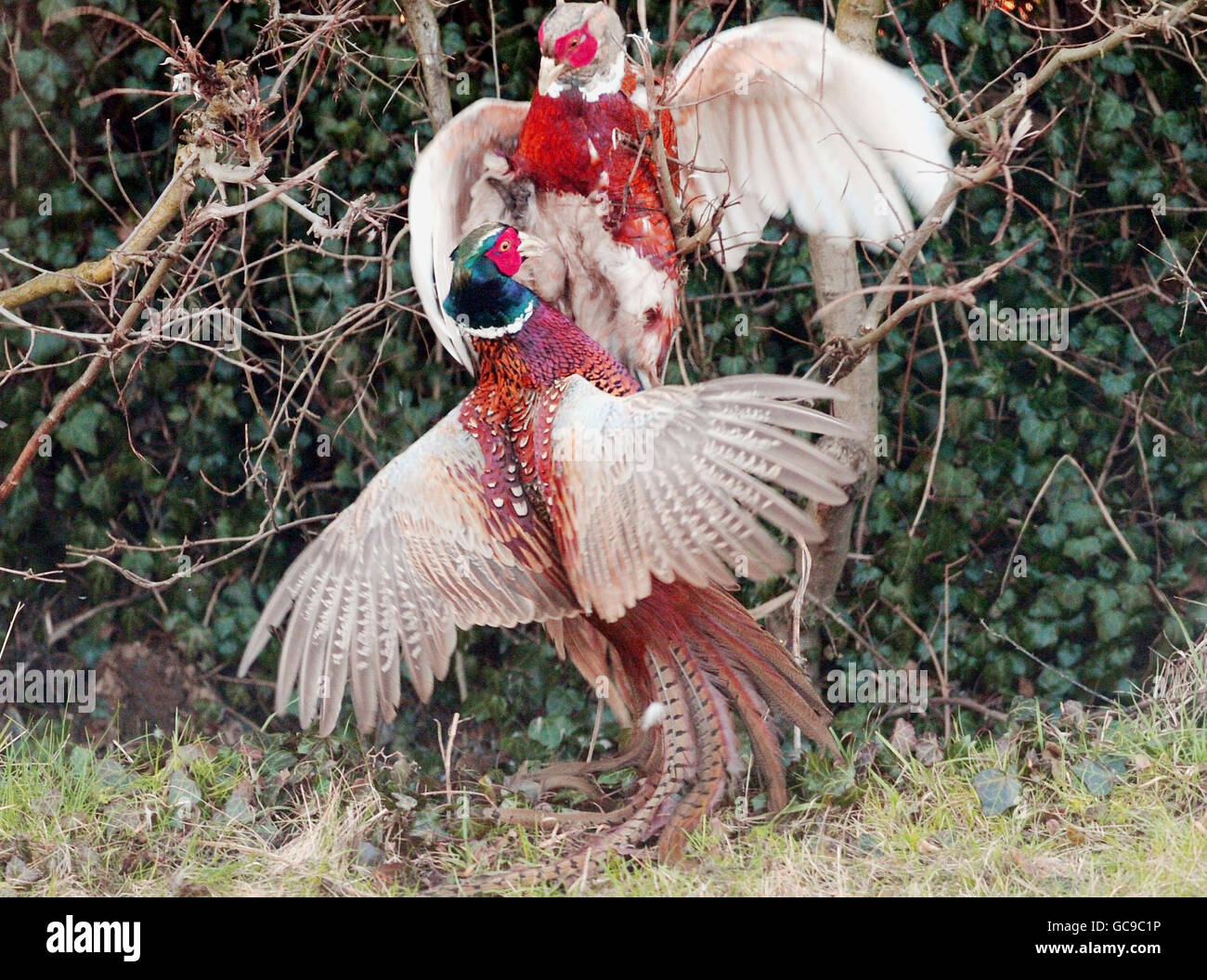 Fagiani di animali immagini e fotografie stock ad alta risoluzione - Alamy