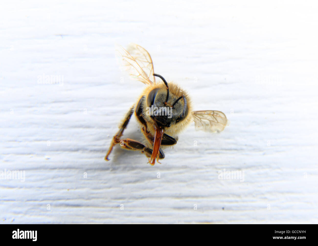 Piccola ape in bianco e nero immagini e fotografie stock ad alta ...