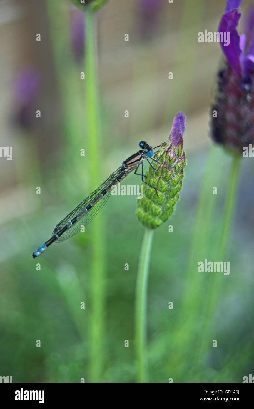 Libellula viola immagini e fotografie stock ad alta risoluzione - Alamy