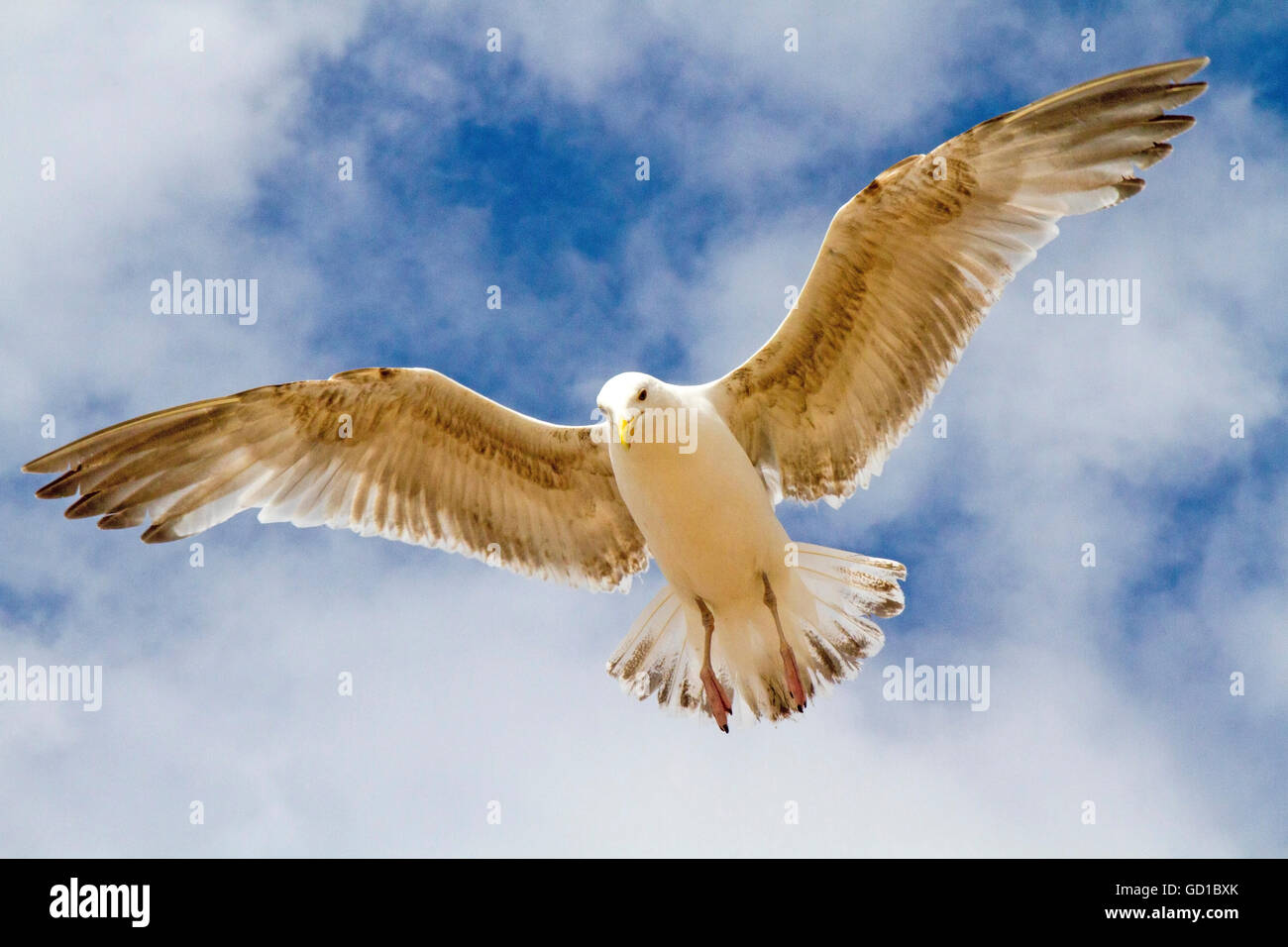 Gabbiani gabbiani gabbiani gabbiani al mare in volo immagini e ...