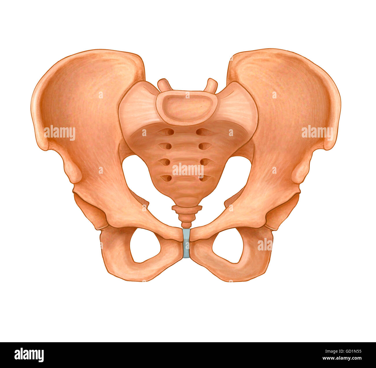 Anatomia pelvica umana Immagini senza sfondo e Foto Stock ritagliate ...