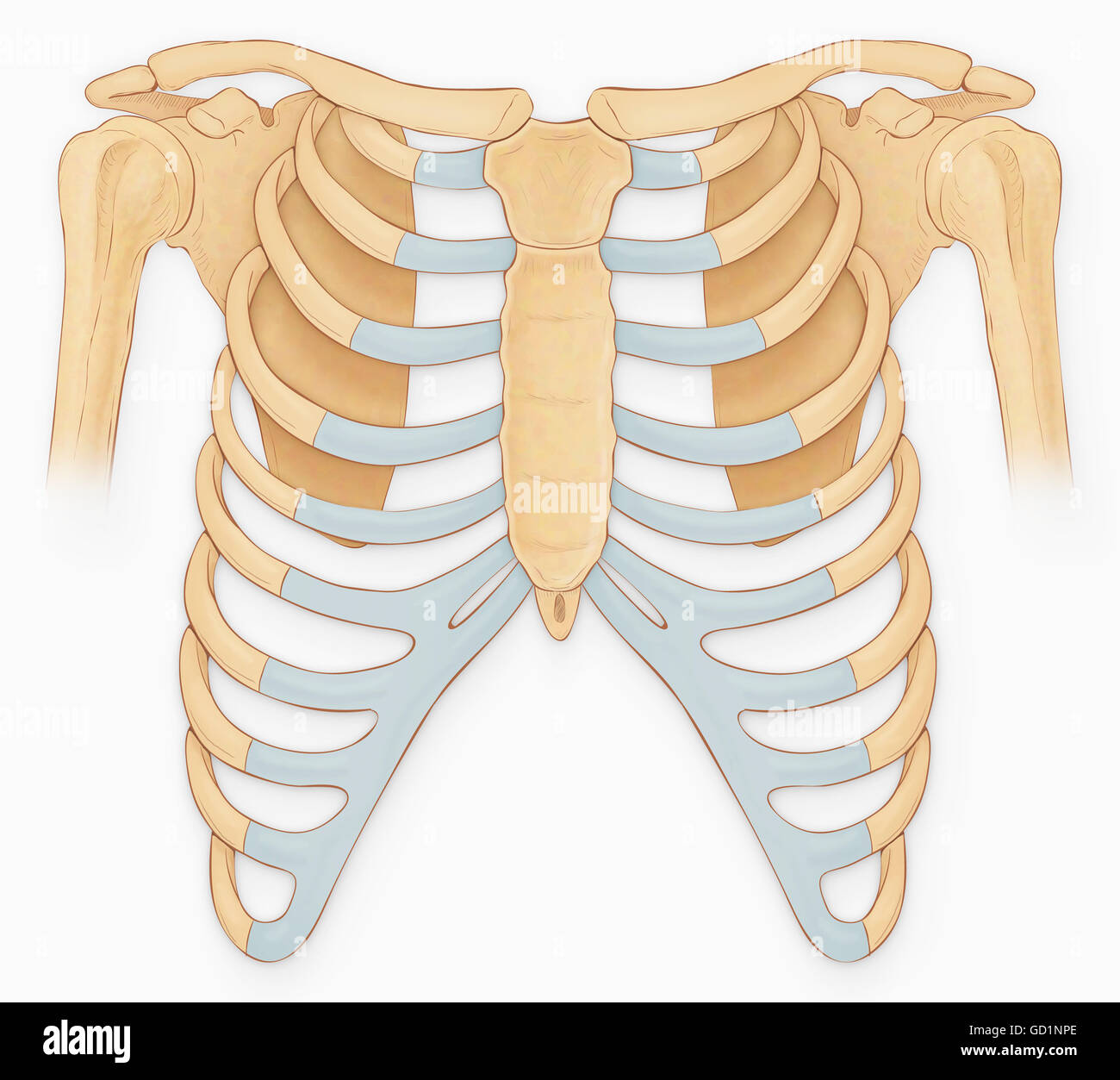 Anatomia Della Gabbia Toracica Immagini e Fotos Stock - Alamy