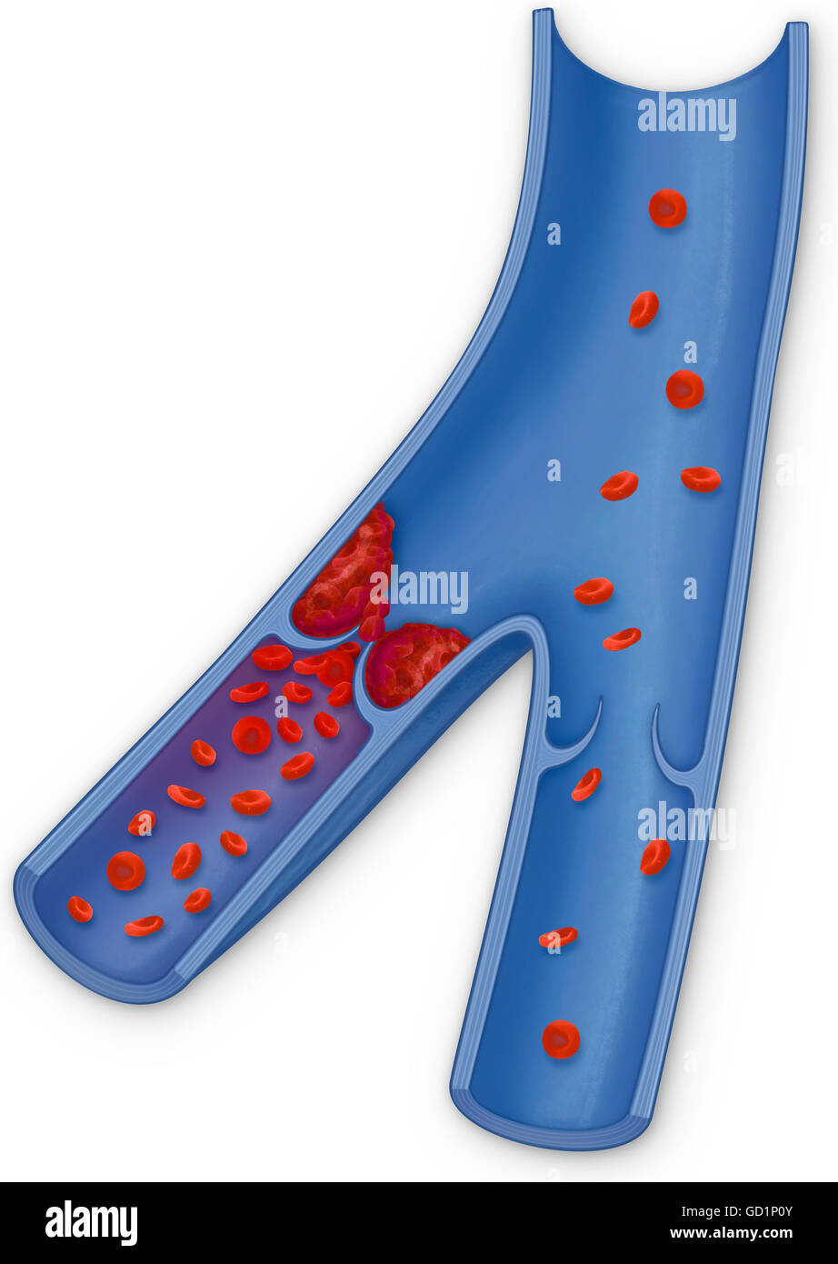 Anatomia della vena immagini e fotografie stock ad alta risoluzione - Alamy