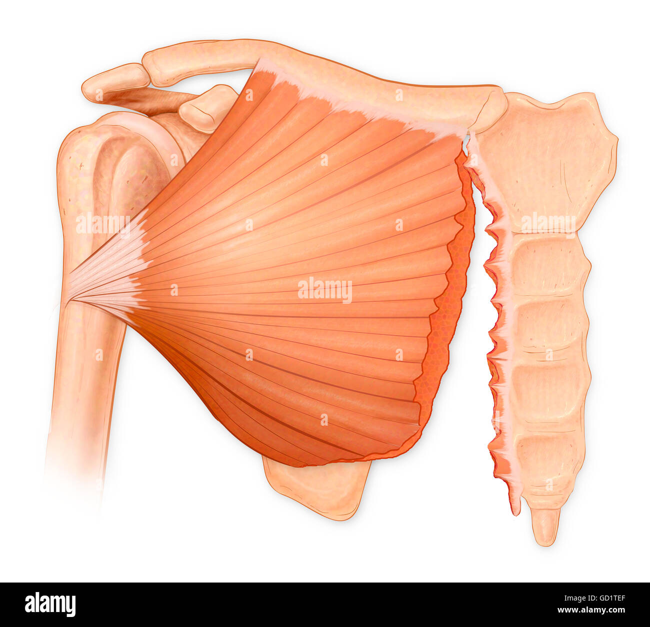 Anatomia dell'osso dello sterno immagini e fotografie stock ad alta ...