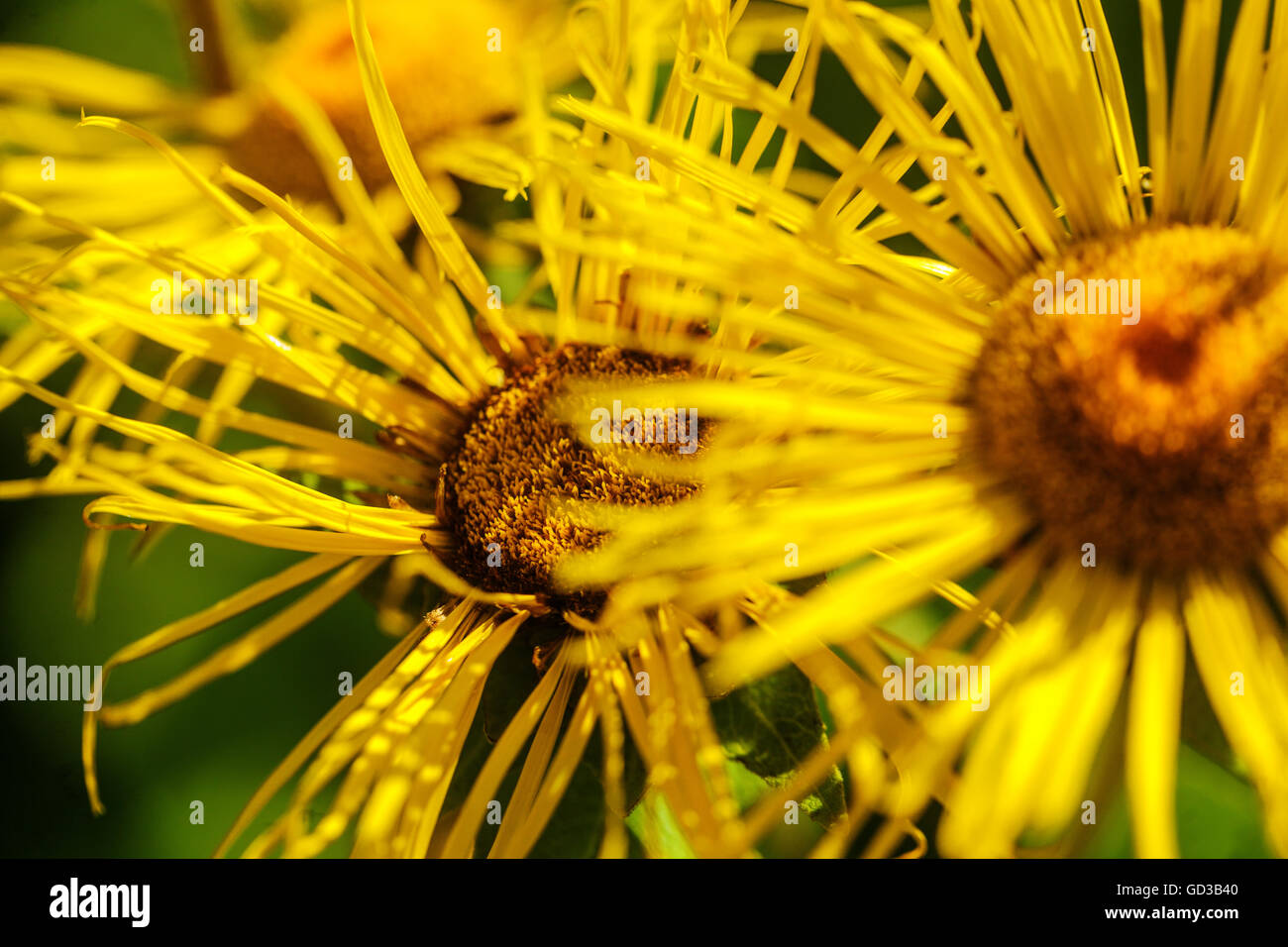 Fleabane gigante immagini e fotografie stock ad alta risoluzione - Alamy