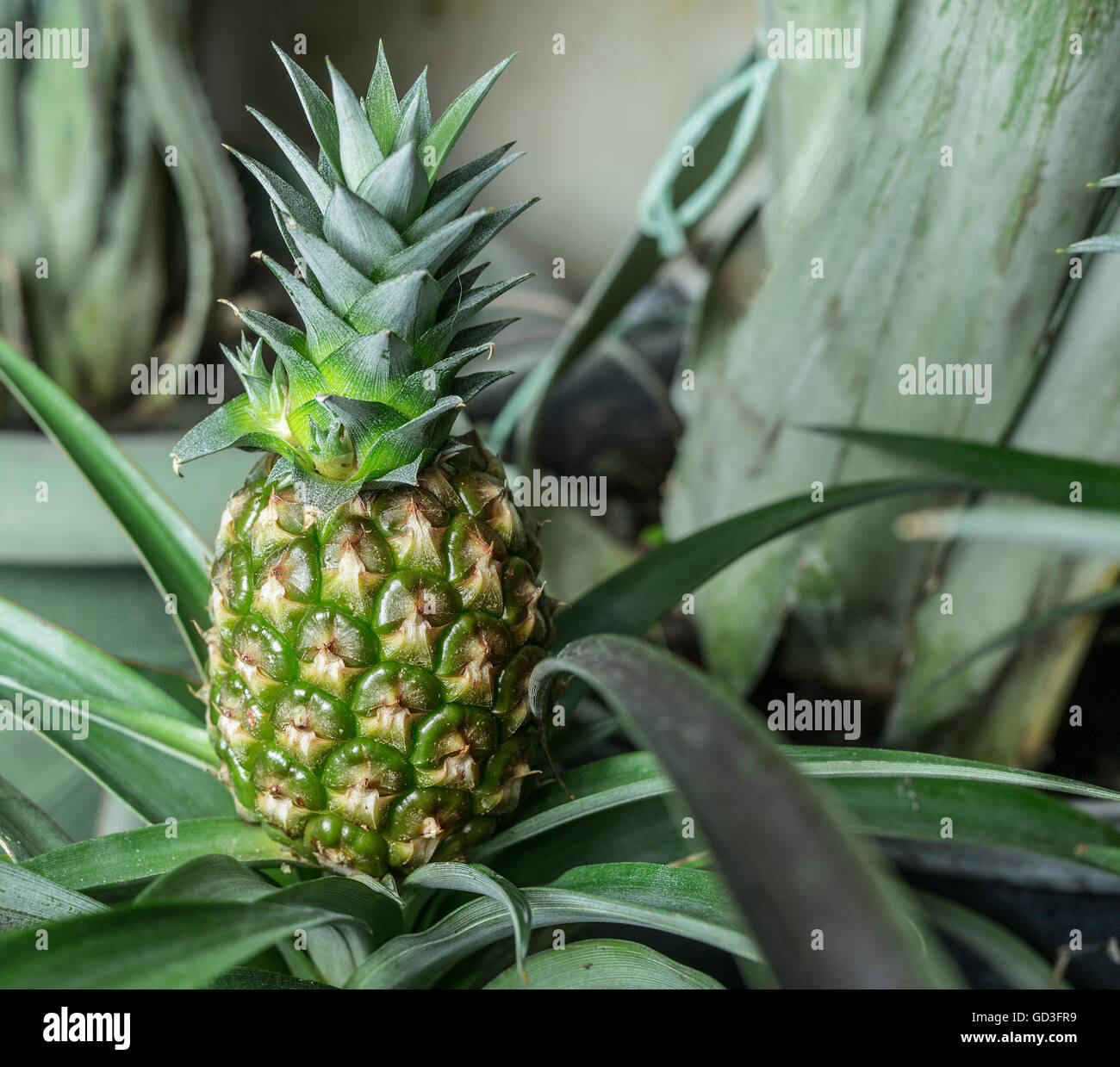 Pianta di ananas immagini e fotografie stock ad alta risoluzione - Alamy