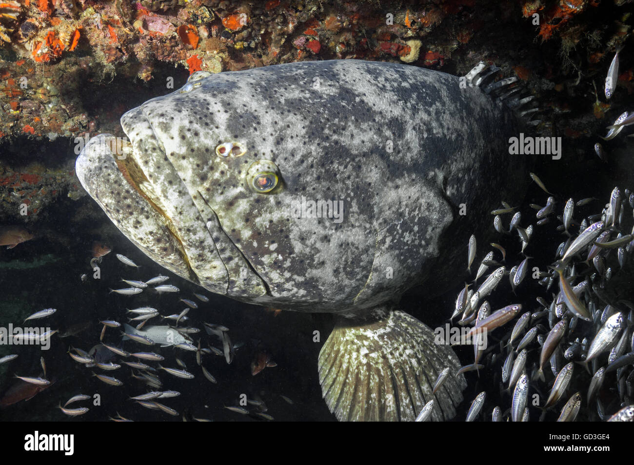 Cernia marina immagini e fotografie stock ad alta risoluzione - Alamy