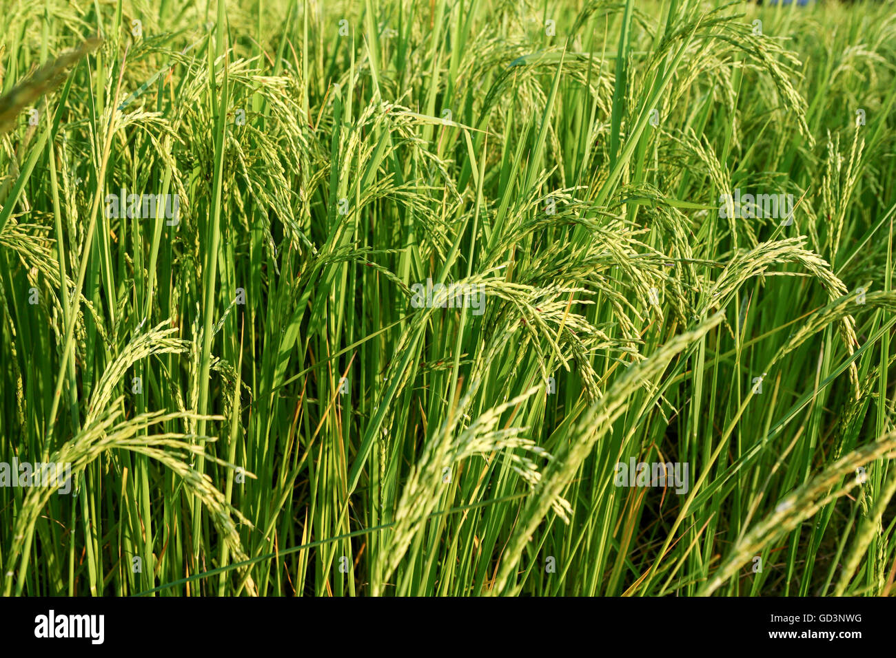 Campi di agricoltura in india immagini e fotografie stock ad alta ...