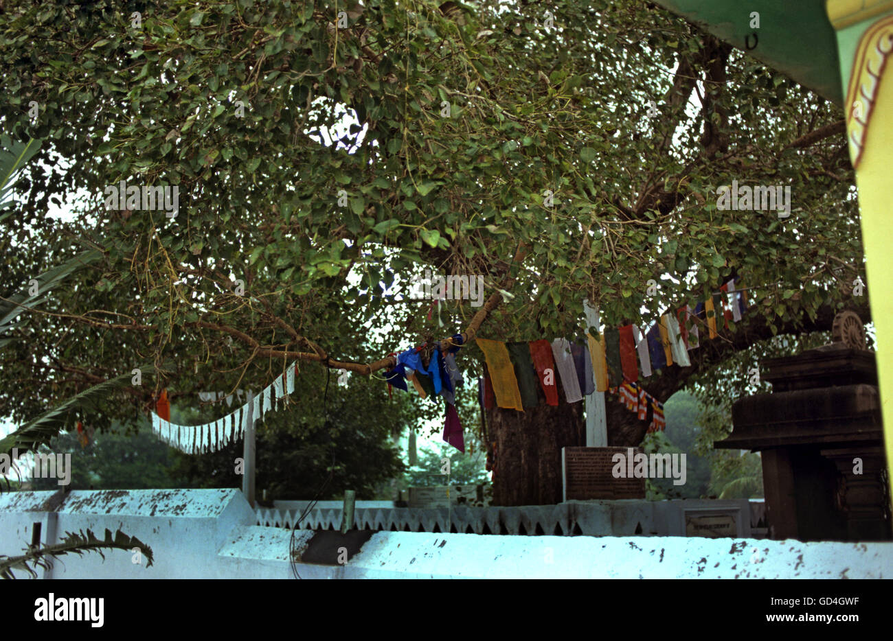The bodhi tree immagini e fotografie stock ad alta risoluzione - Alamy