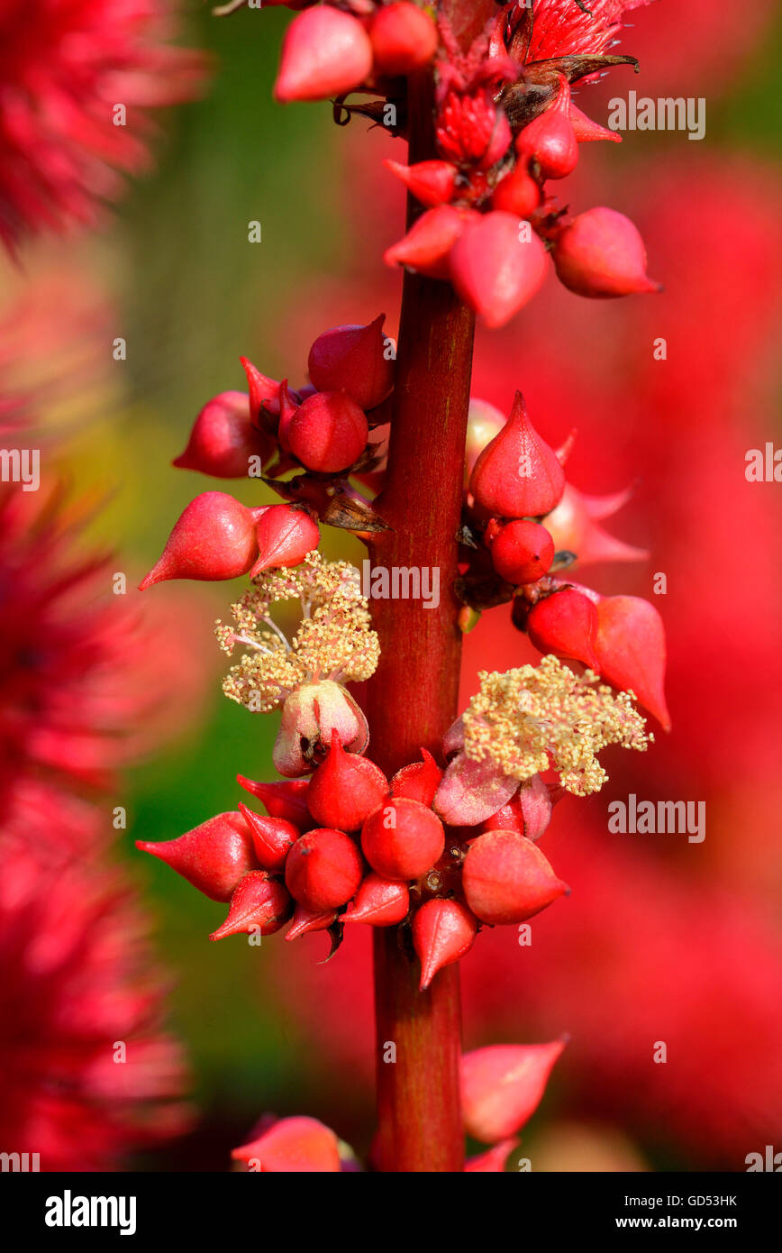 Pianta di ricinus communis immagini e fotografie stock ad alta ...