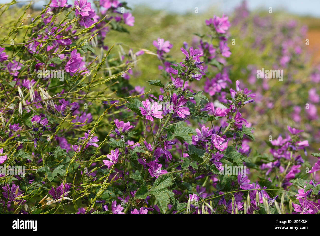 Pianta di malva immagini e fotografie stock ad alta risoluzione - Alamy