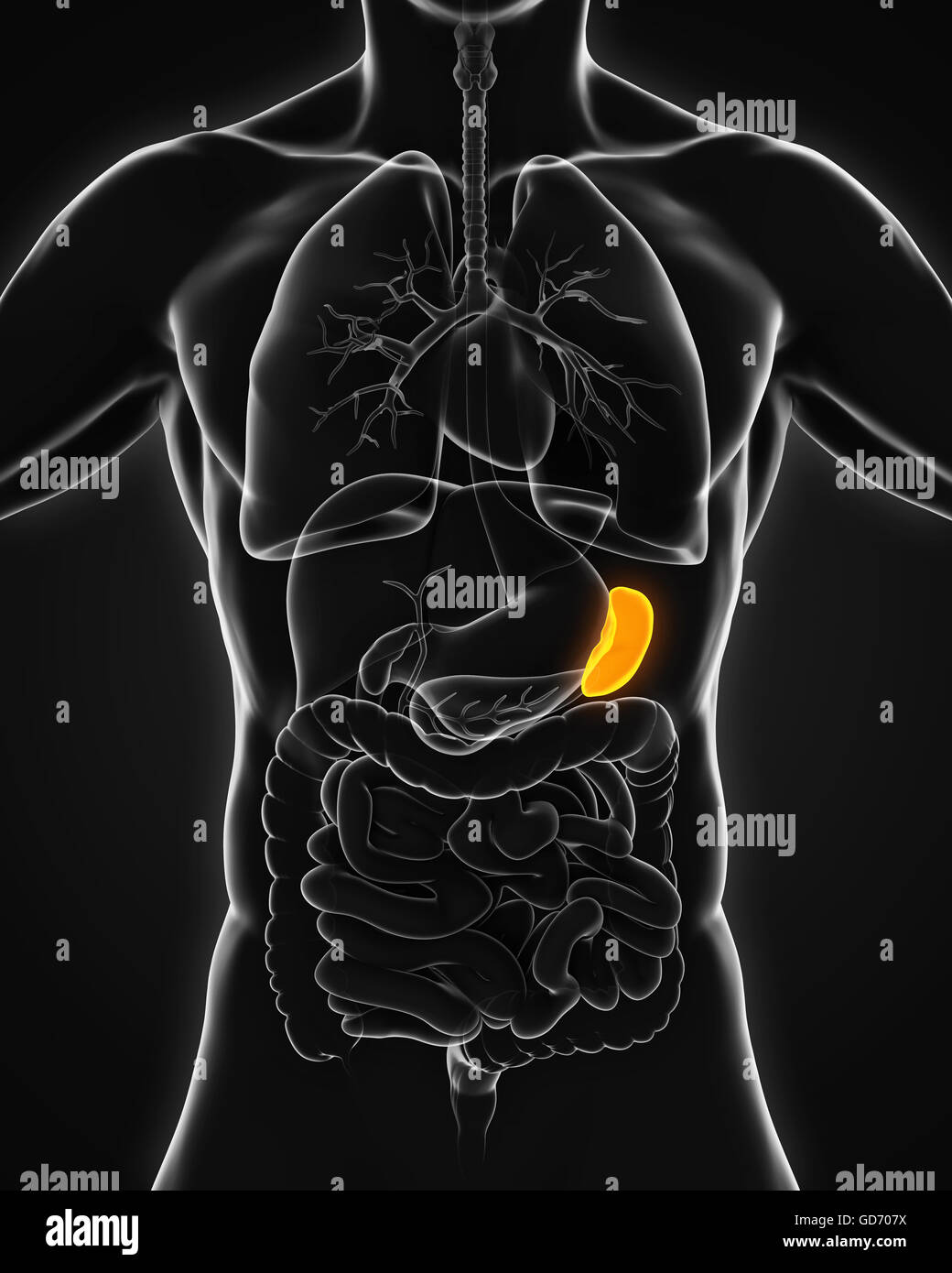 Spleen anatomy immagini e fotografie stock ad alta risoluzione - Alamy