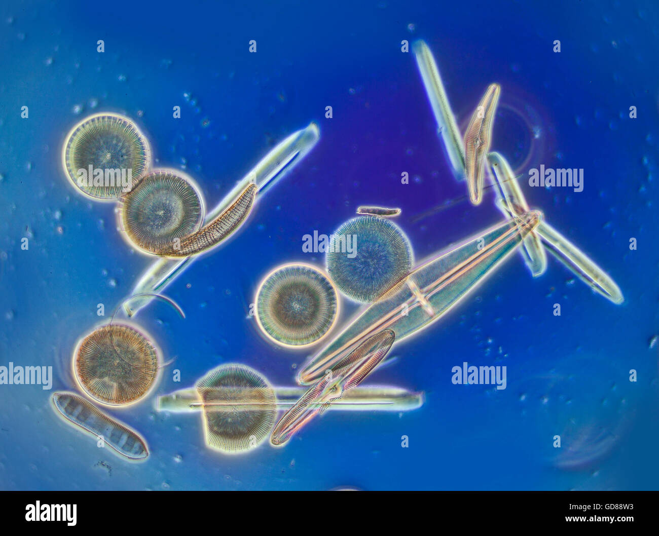 Marine algae immagini e fotografie stock ad alta risoluzione - Alamy