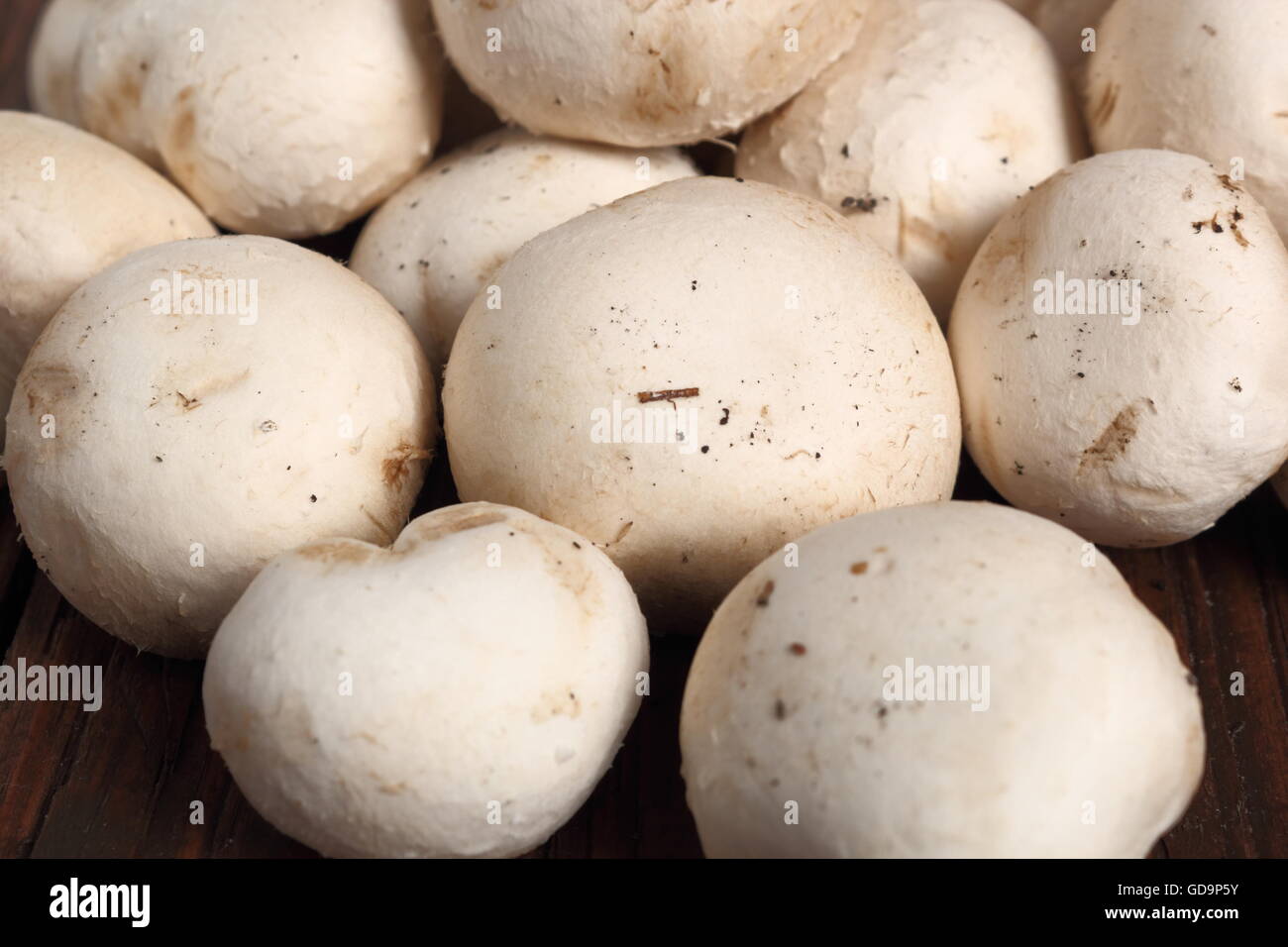 Il pulsante coltivato fungo agaricus bisporus o fungo campestre ...