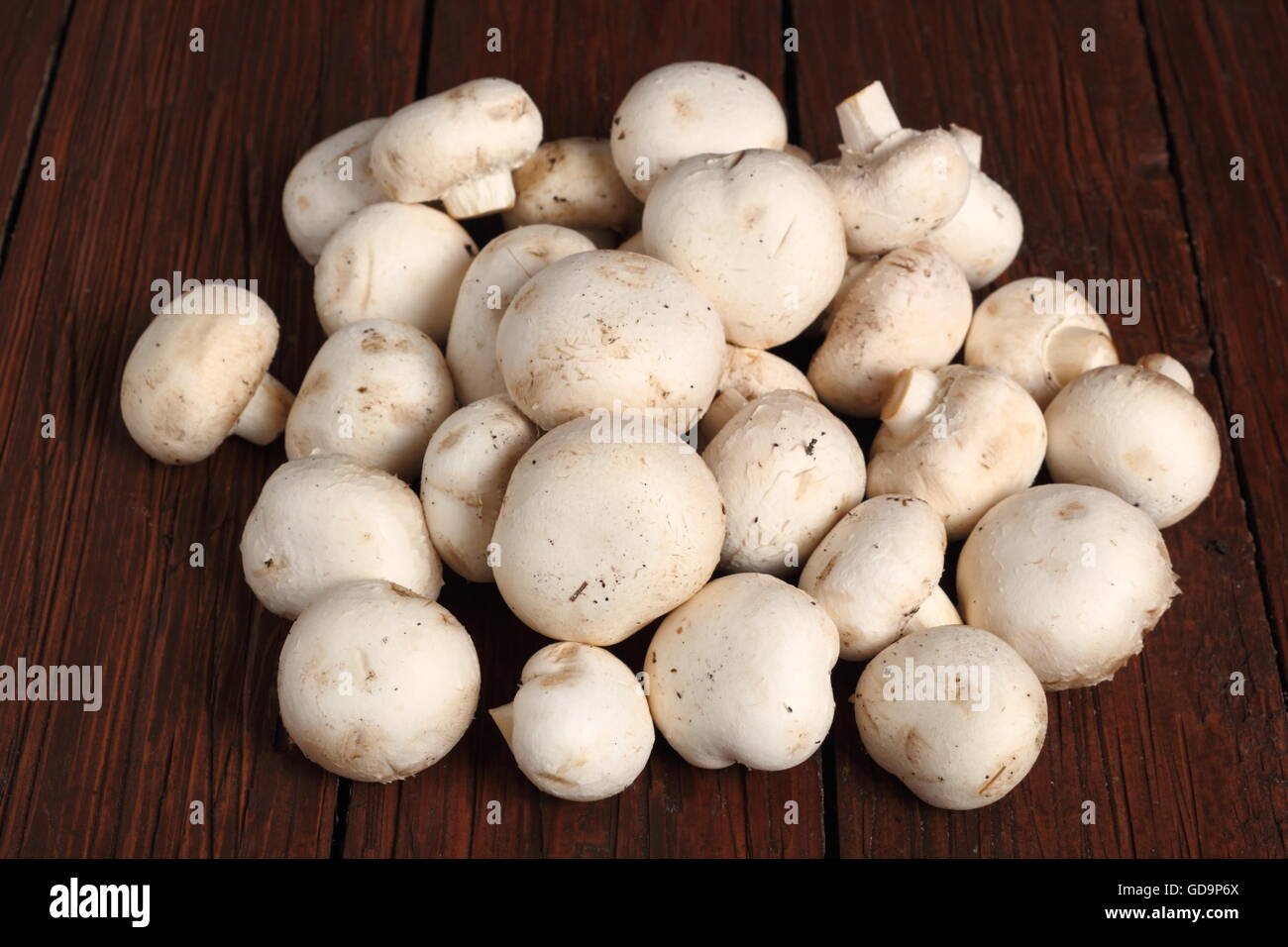 Il pulsante coltivato fungo agaricus bisporus o fungo campestre ...