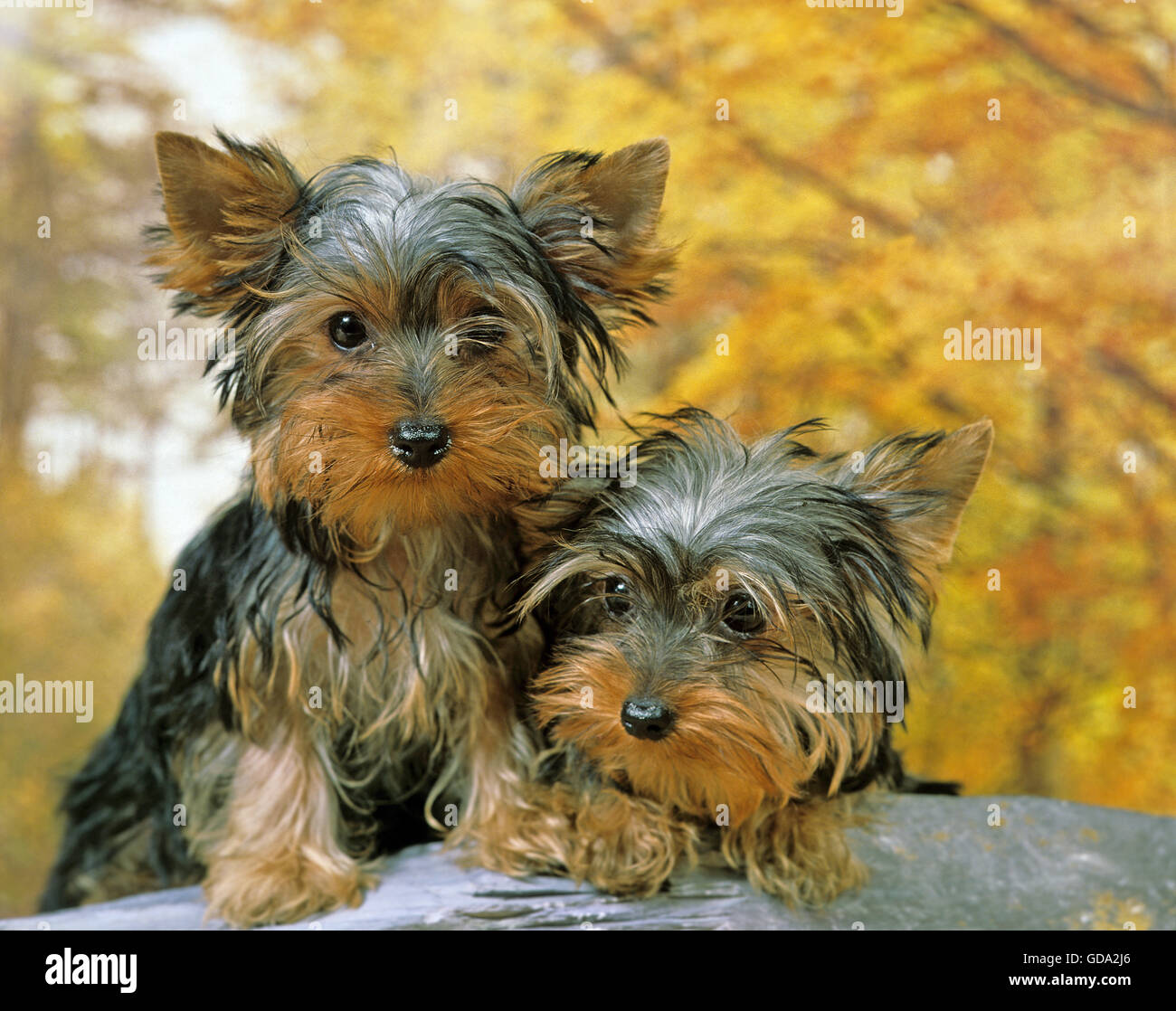 Pedigree yorkshire terrier immagini e fotografie stock ad alta ...