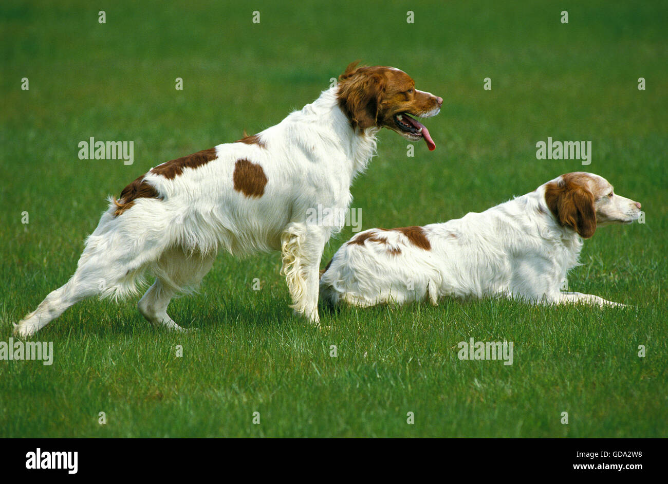 Epagneul breton immagini e fotografie stock ad alta risoluzione - Alamy